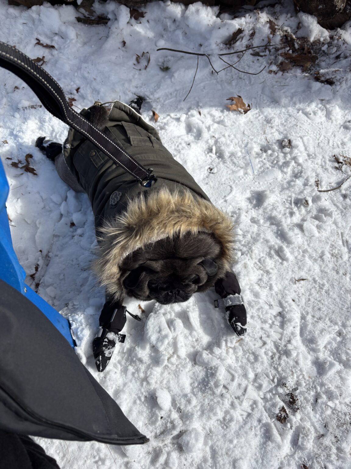 Why Winter is Tough on Pugs - Tiny Paws Pug Rescue